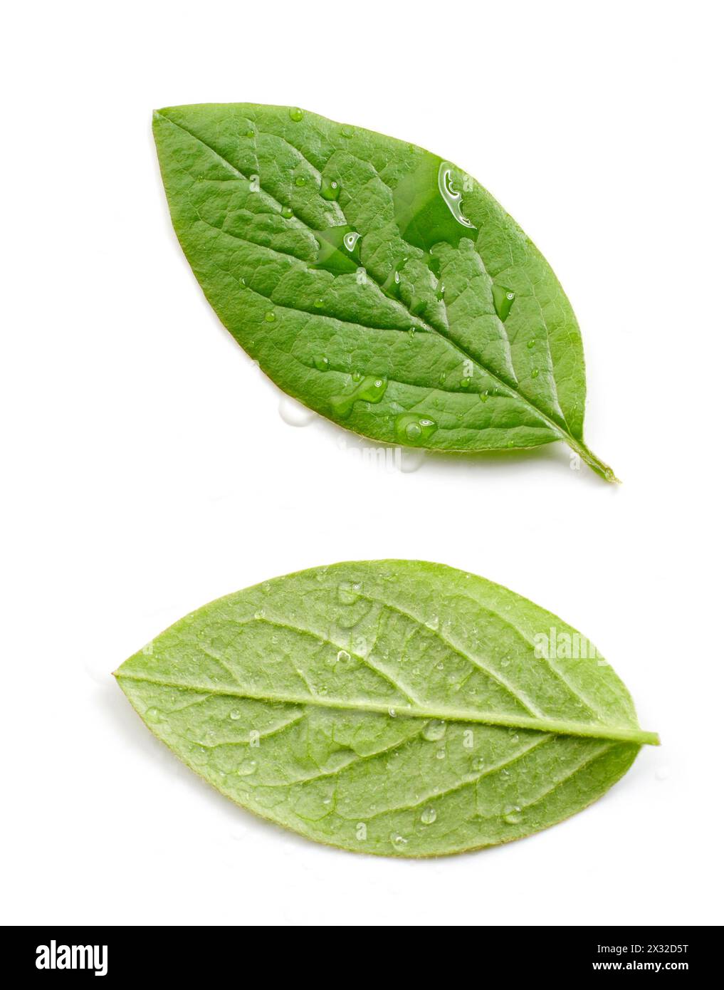 two fresh green leaves with water drops isolated on white background ...