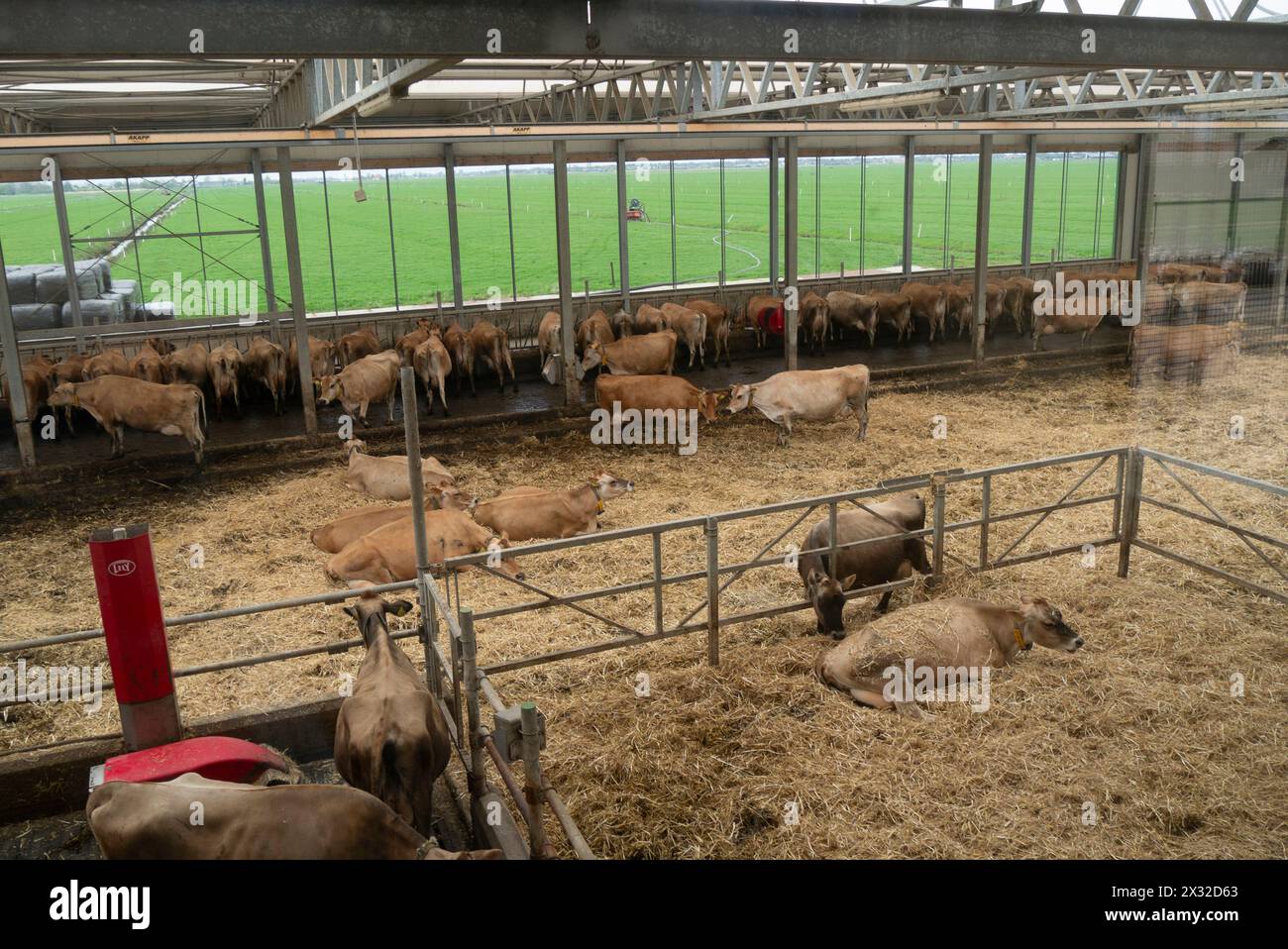 Jersey cows in clean barn hi-res stock photography and images - Alamy