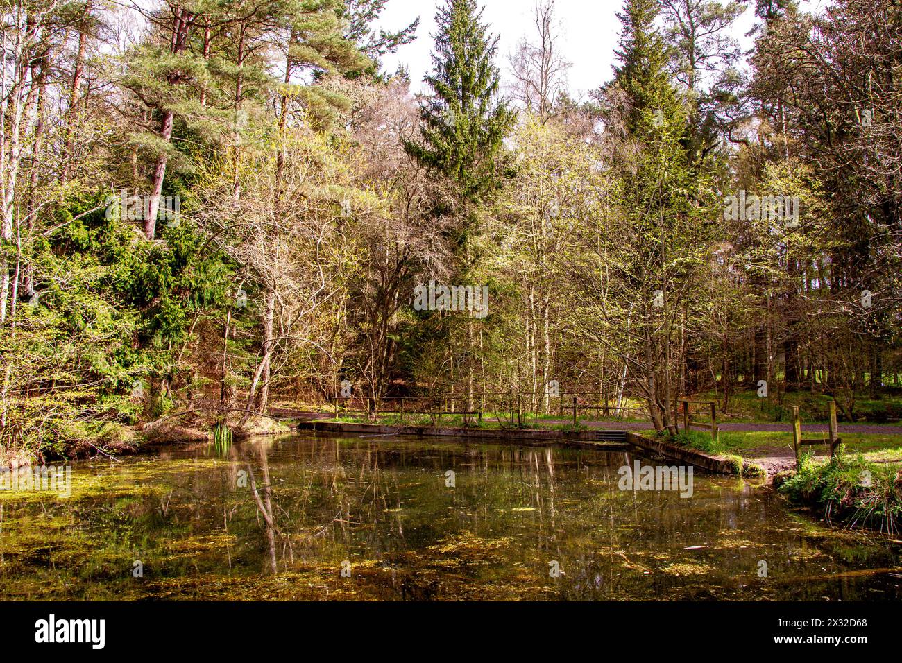 Dundee, Tayside, Scotland, UK. 24th Apr, 2024. UK Weather: Stunning ...