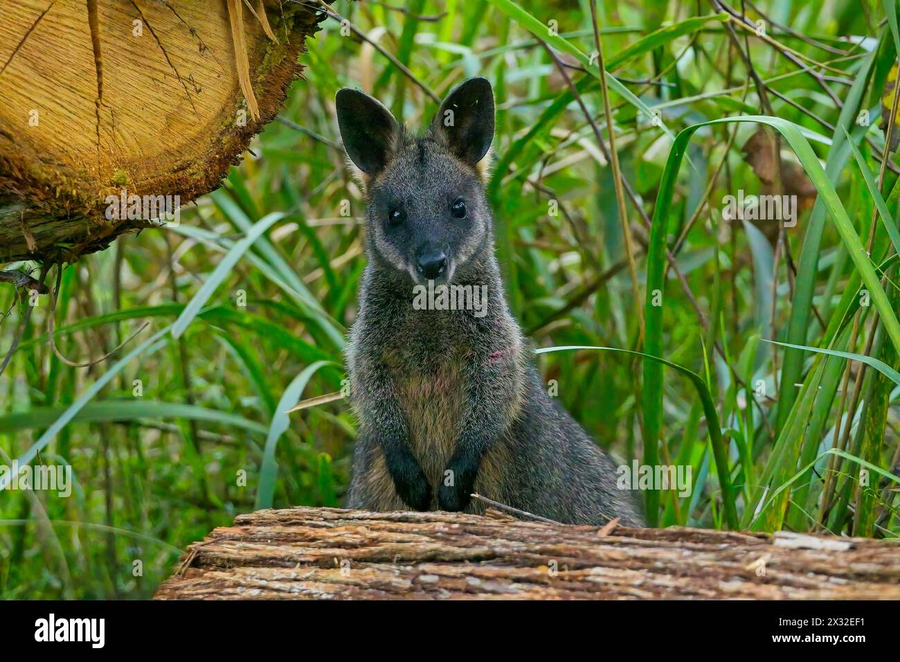 Booderee national park swamp hi-res stock photography and images - Alamy