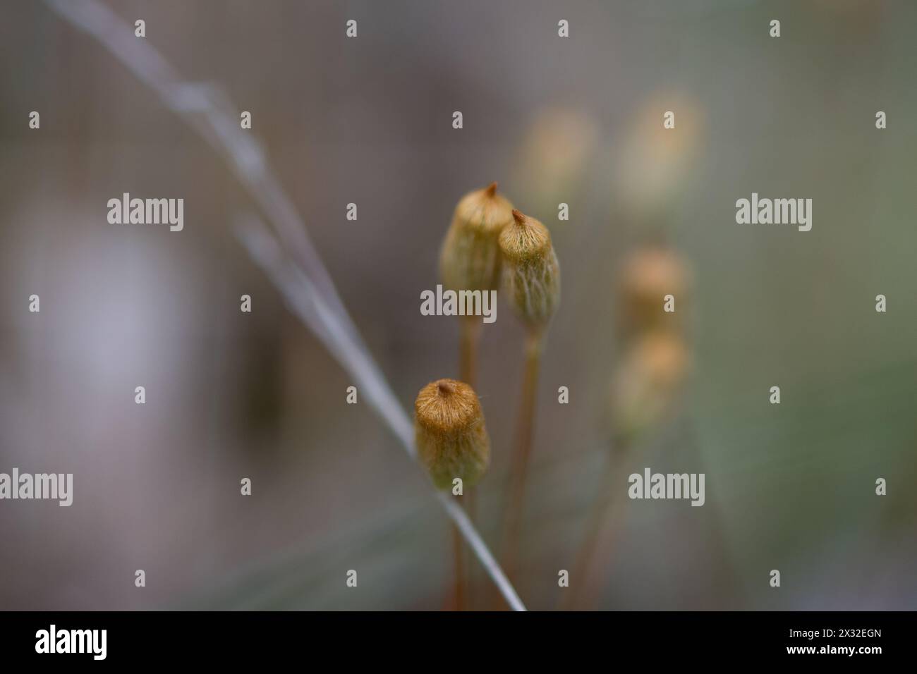 Moss capsules plant hi-res stock photography and images - Alamy