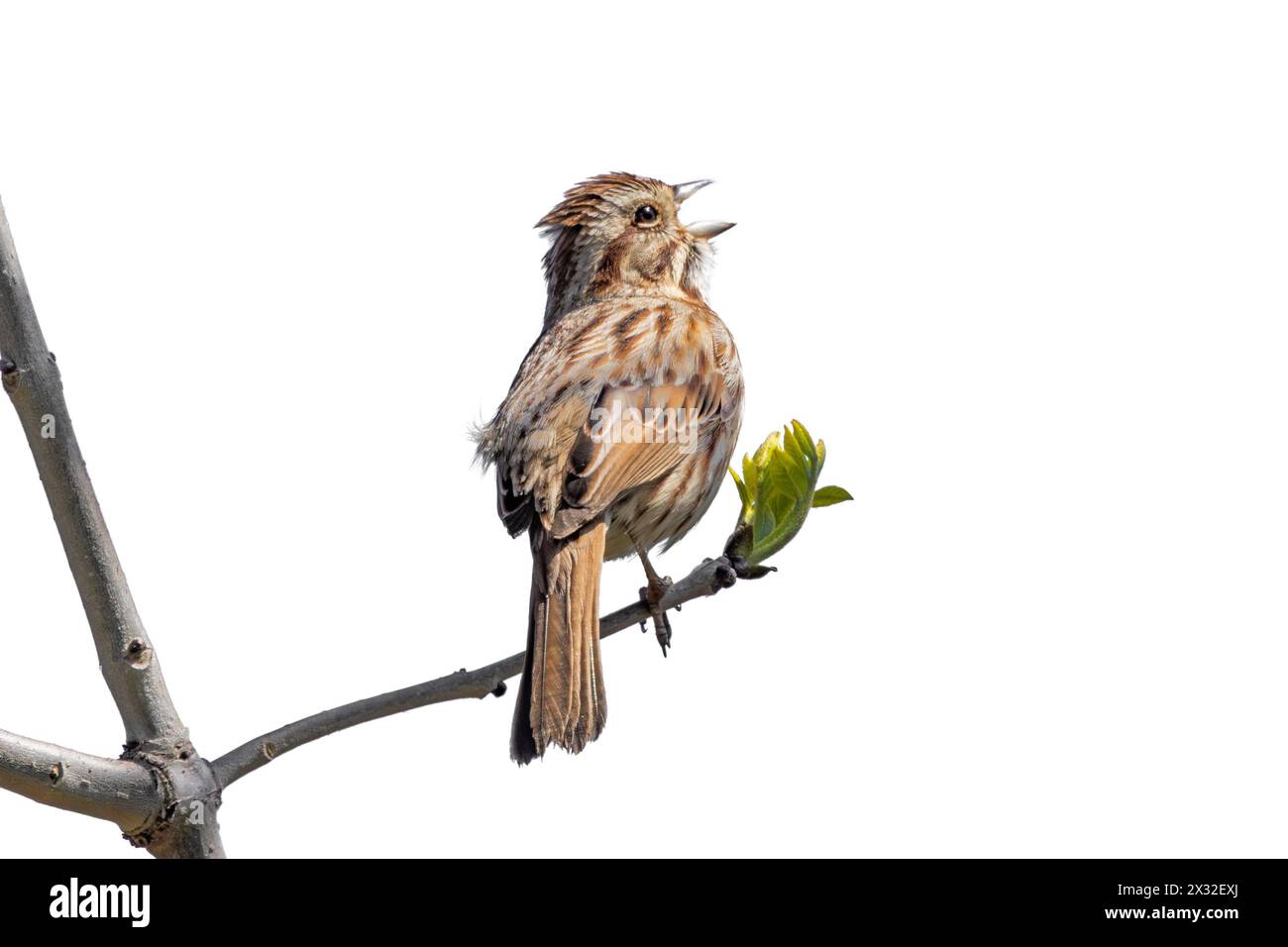 A song sparrow joyfully sings a song. The bird's back is facing toward ...