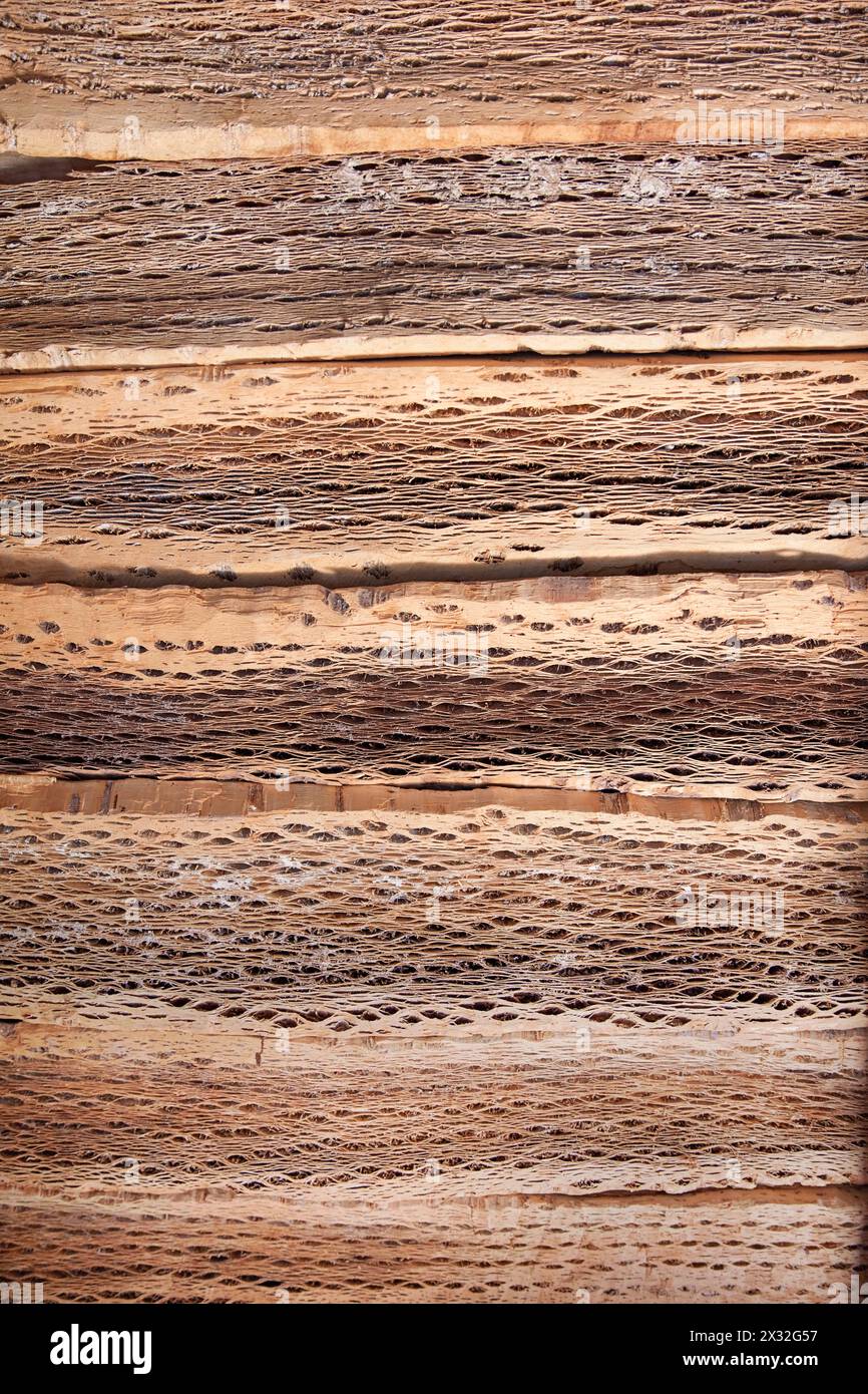 Cactus de madera hi-res stock photography and images - Alamy