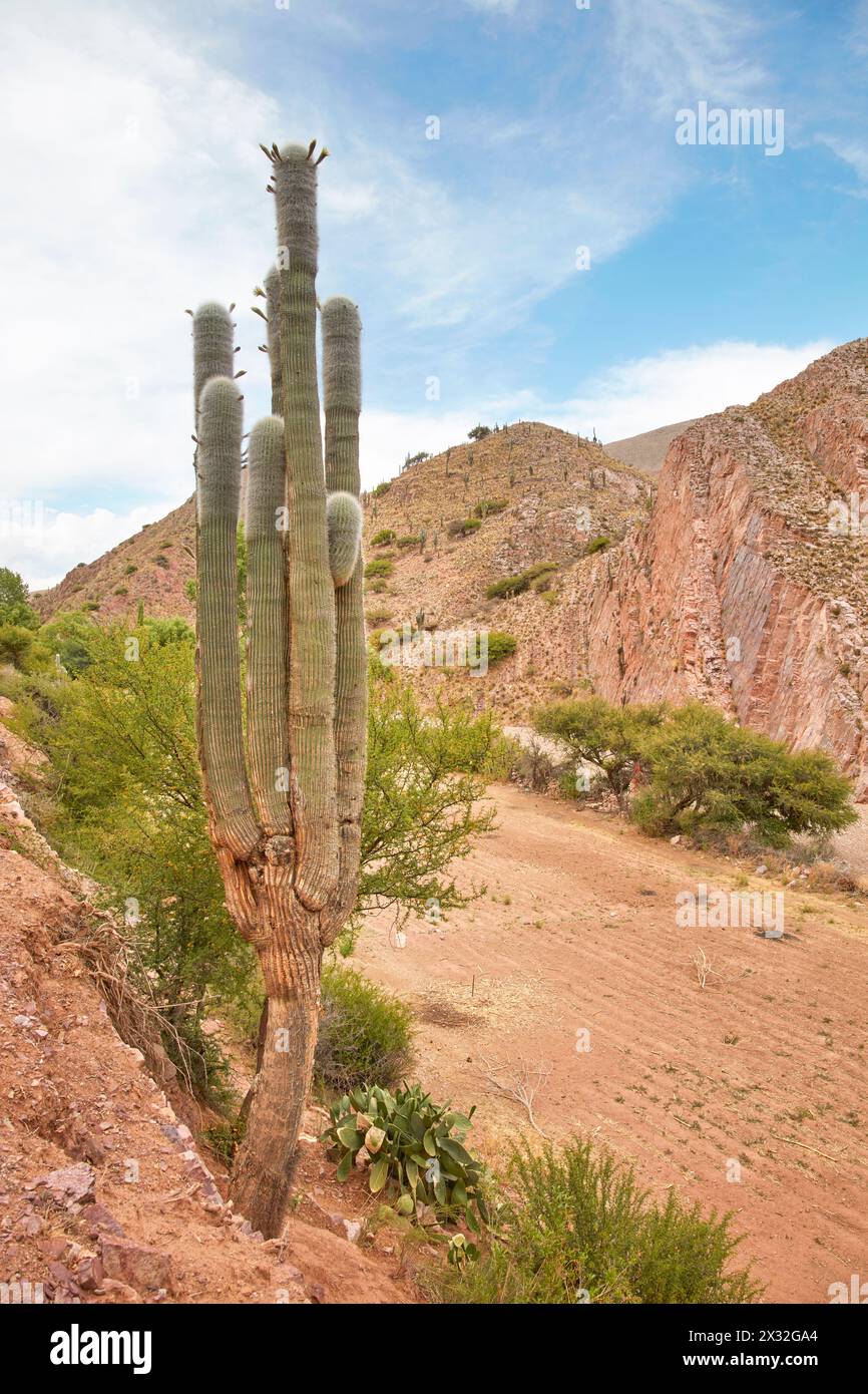 A giant cardon cactus, Hornaditas, Humahuaca, Jujuy, Argentina Stock ...
