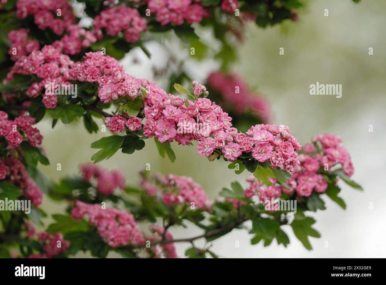 Crataegus laevigata paul hi-res stock photography and images - Alamy