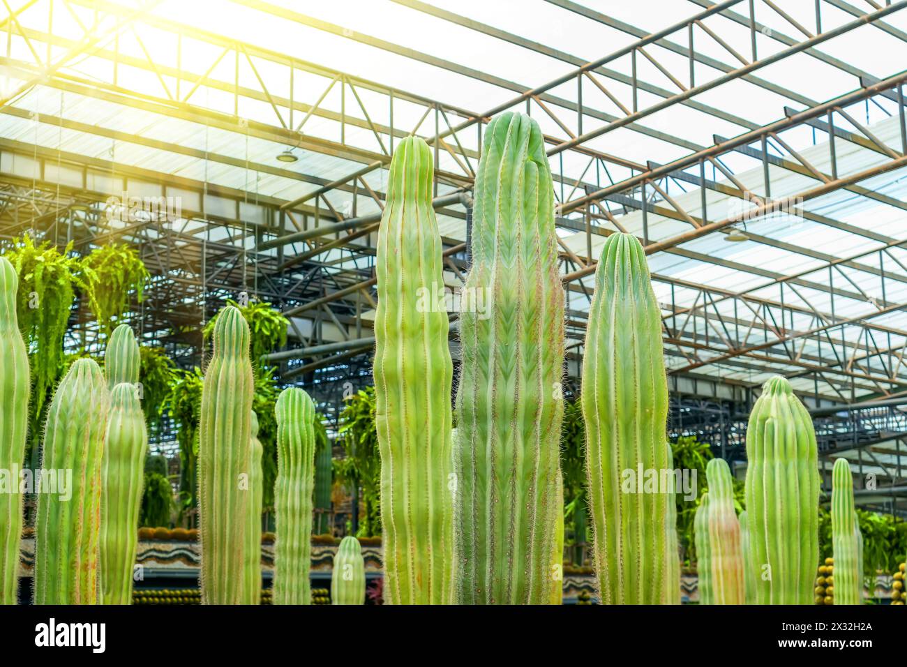 Arizona greenhouse hi-res stock photography and images - Alamy
