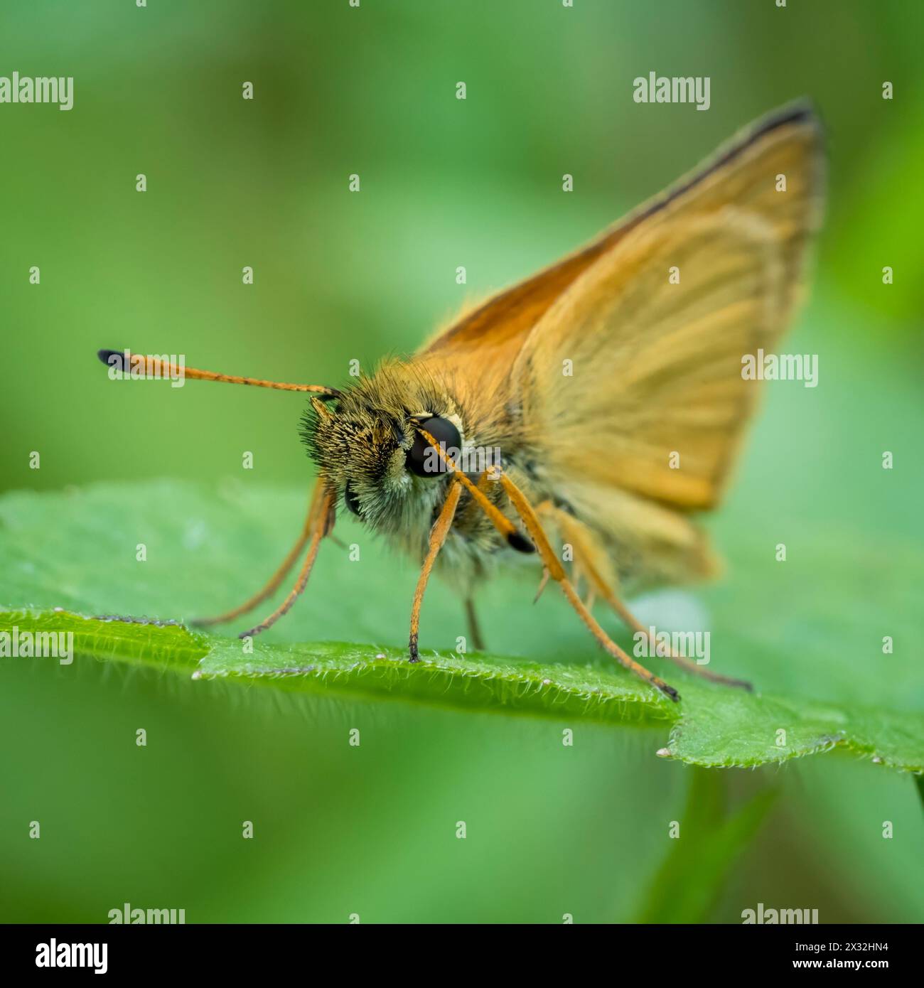 A small brown skipper butterfly rests on a green leaf in the garden ...