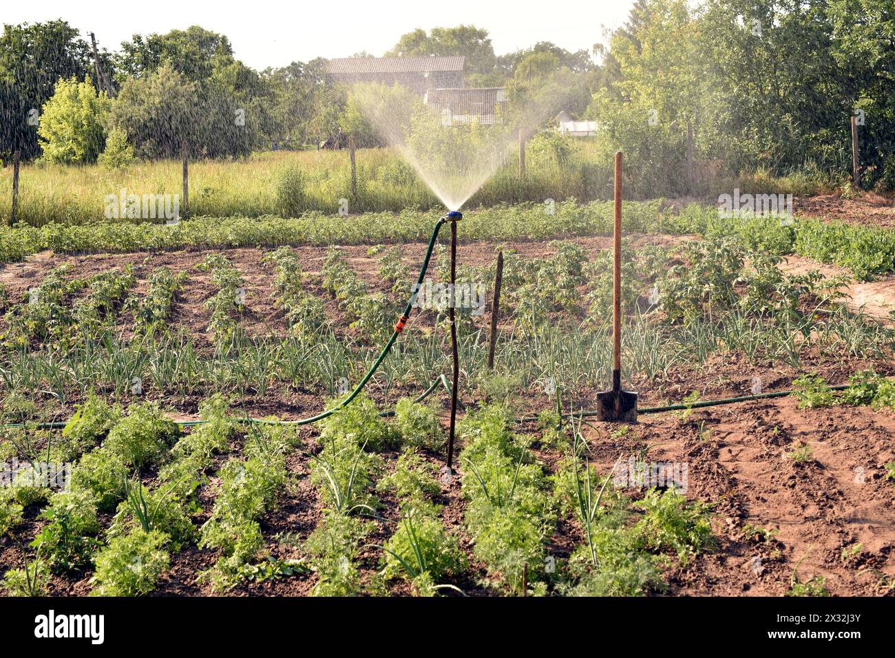 Water sprinkler irrigating vegetable garden hi-res stock photography ...