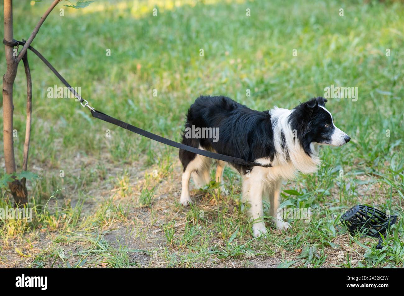 Black and white border collie tied by a leash to a tree Stock Photo - Alamy