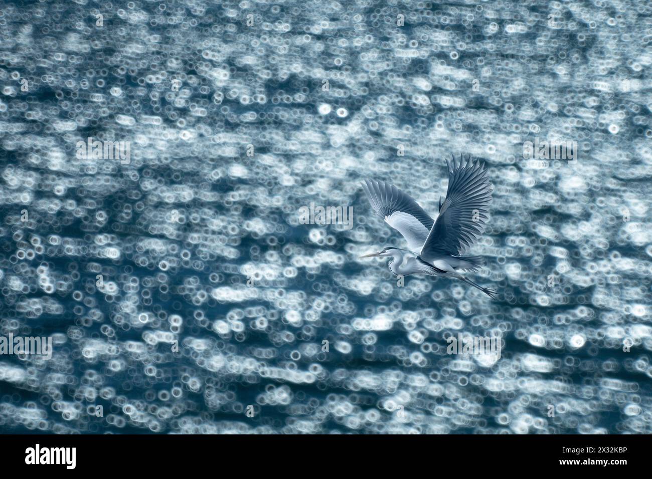 Great blue Heron in flight above out of focus water reflections Stock ...