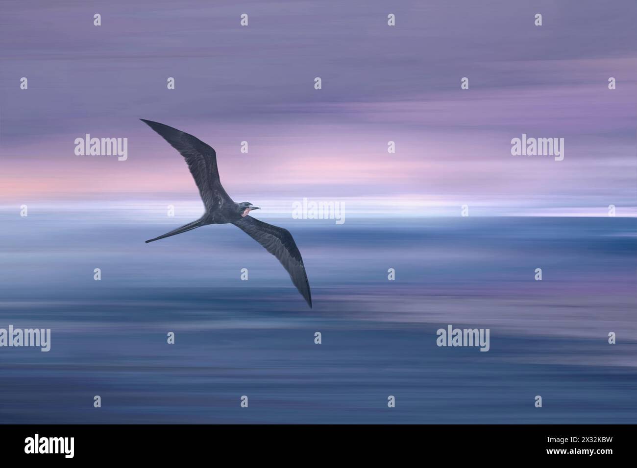 Silhouette of frigate bird in flight above the ocean and sunset sky ...