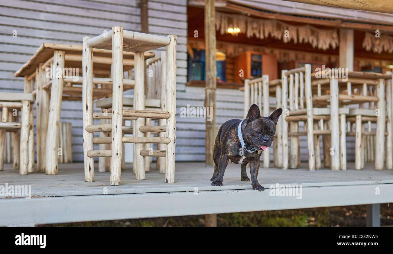 french bulldog dog with light blue collar looking down on a deck of a ...