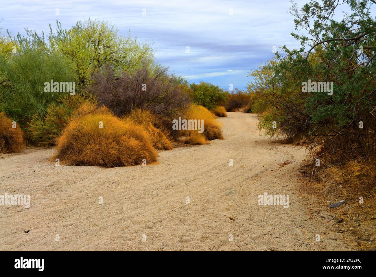 Arizona arroyo dry stream bed that provides a temporary drainage ...