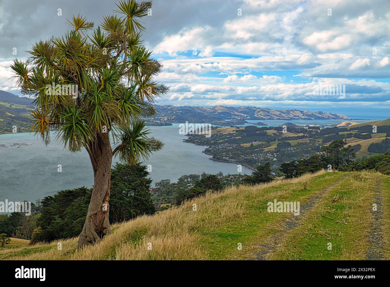 Cabbage tree cordyline australis hi-res stock photography and images ...