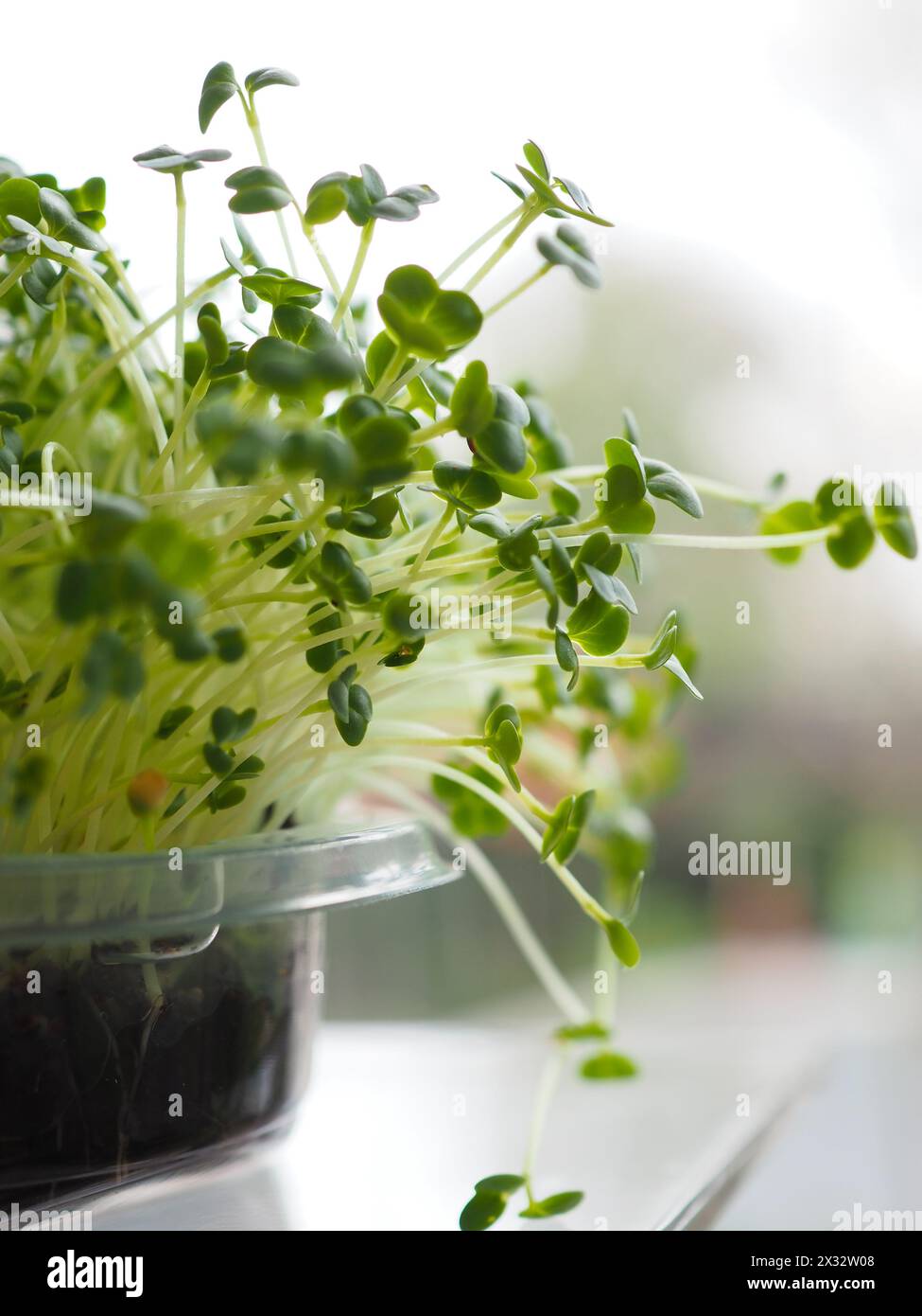 Superfood salads hi-res stock photography and images - Alamy