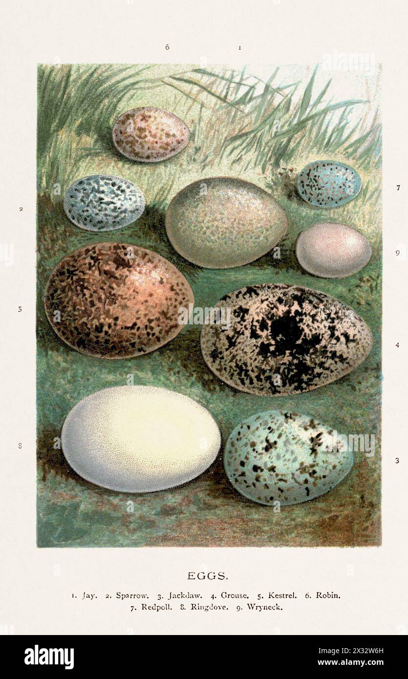 Vintage illustration of wild bird eggs. 19th-century bird art Stock ...