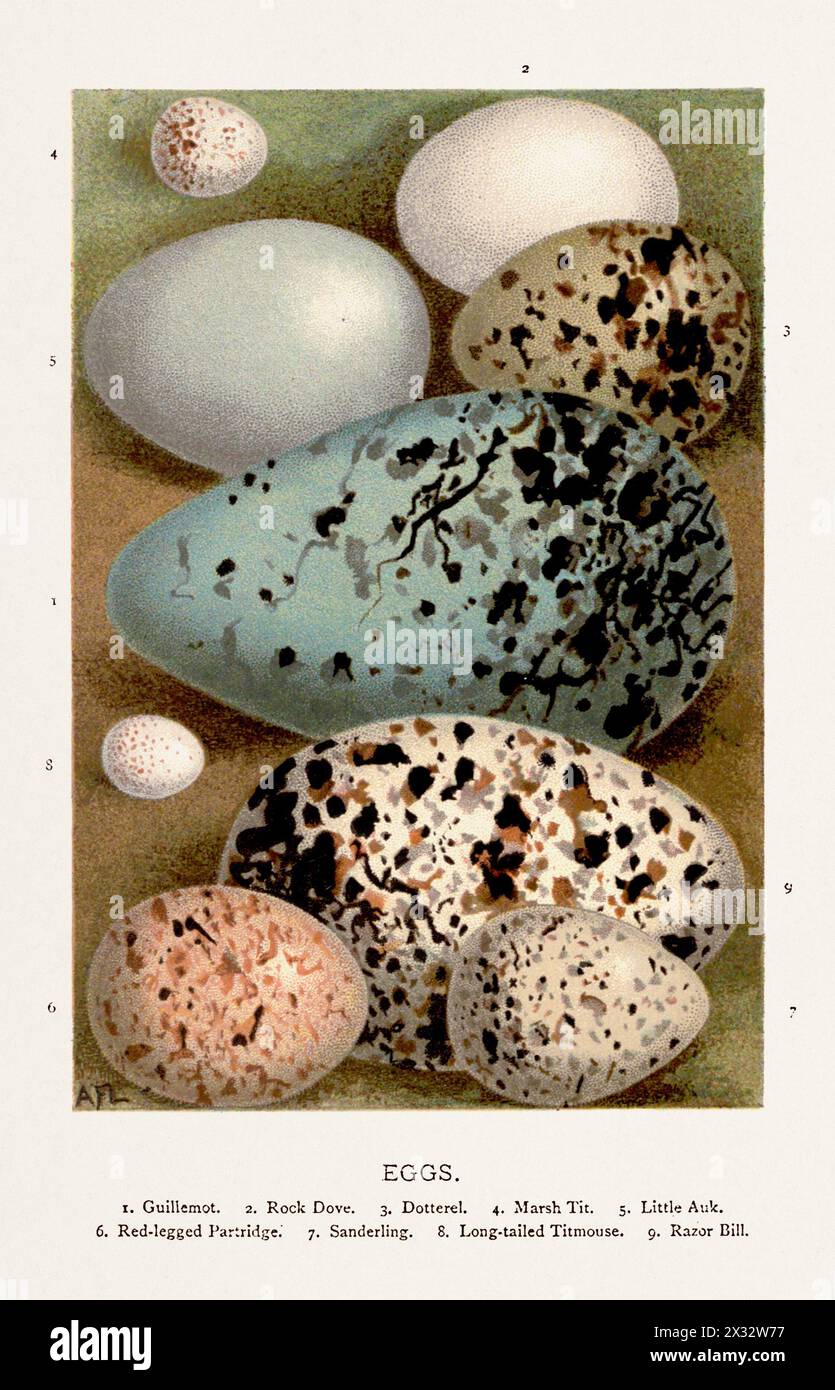 Sparrow Eggs Identification