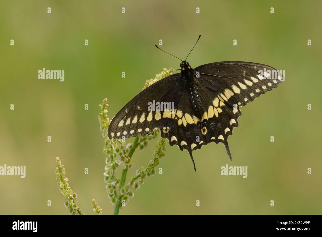 Male Eastern Black Swallowtail butterfly resting on a Curly dock; with ...