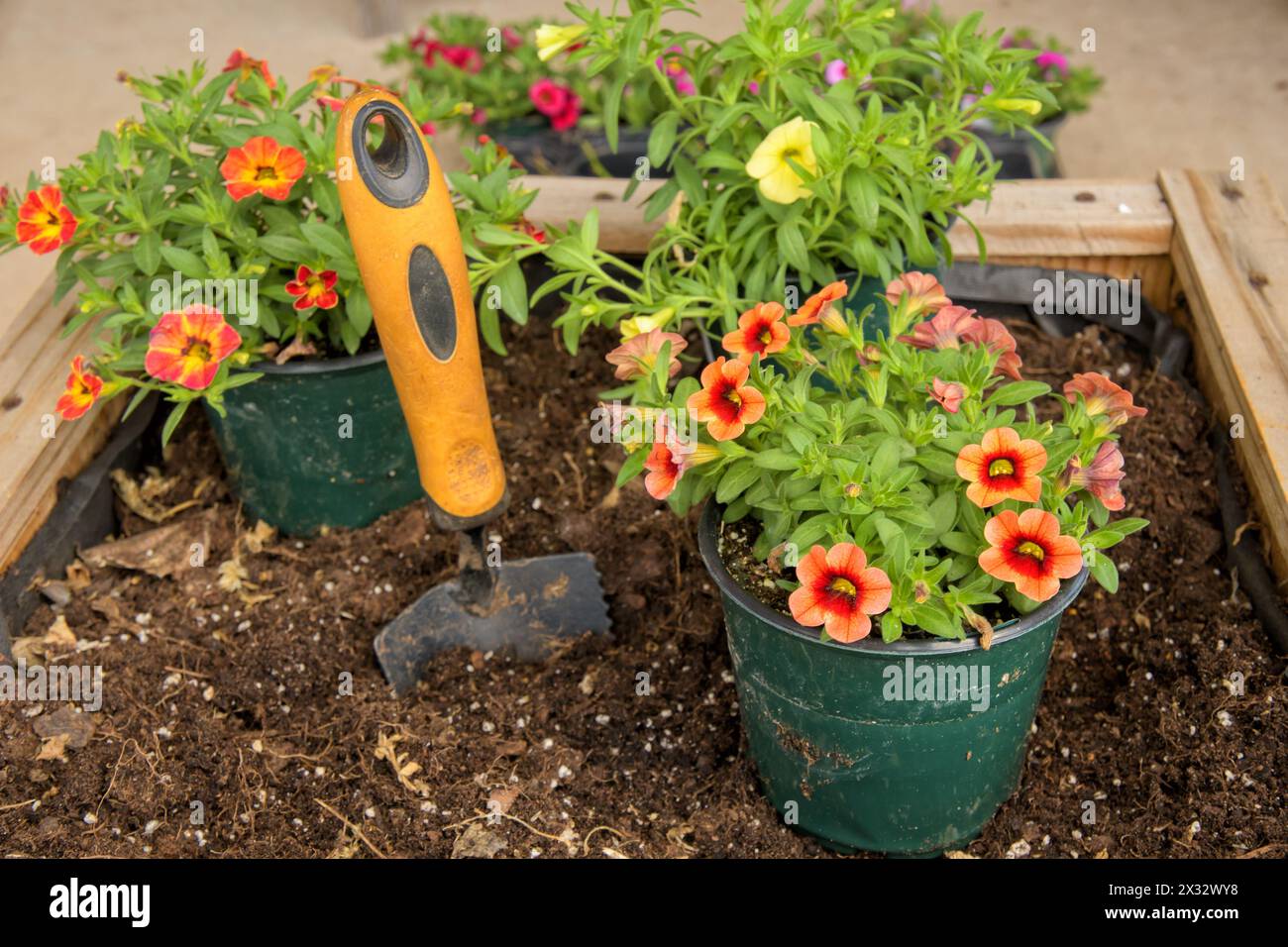 Closeup of flowers in pots, ready to be transplanted into a wooden ...