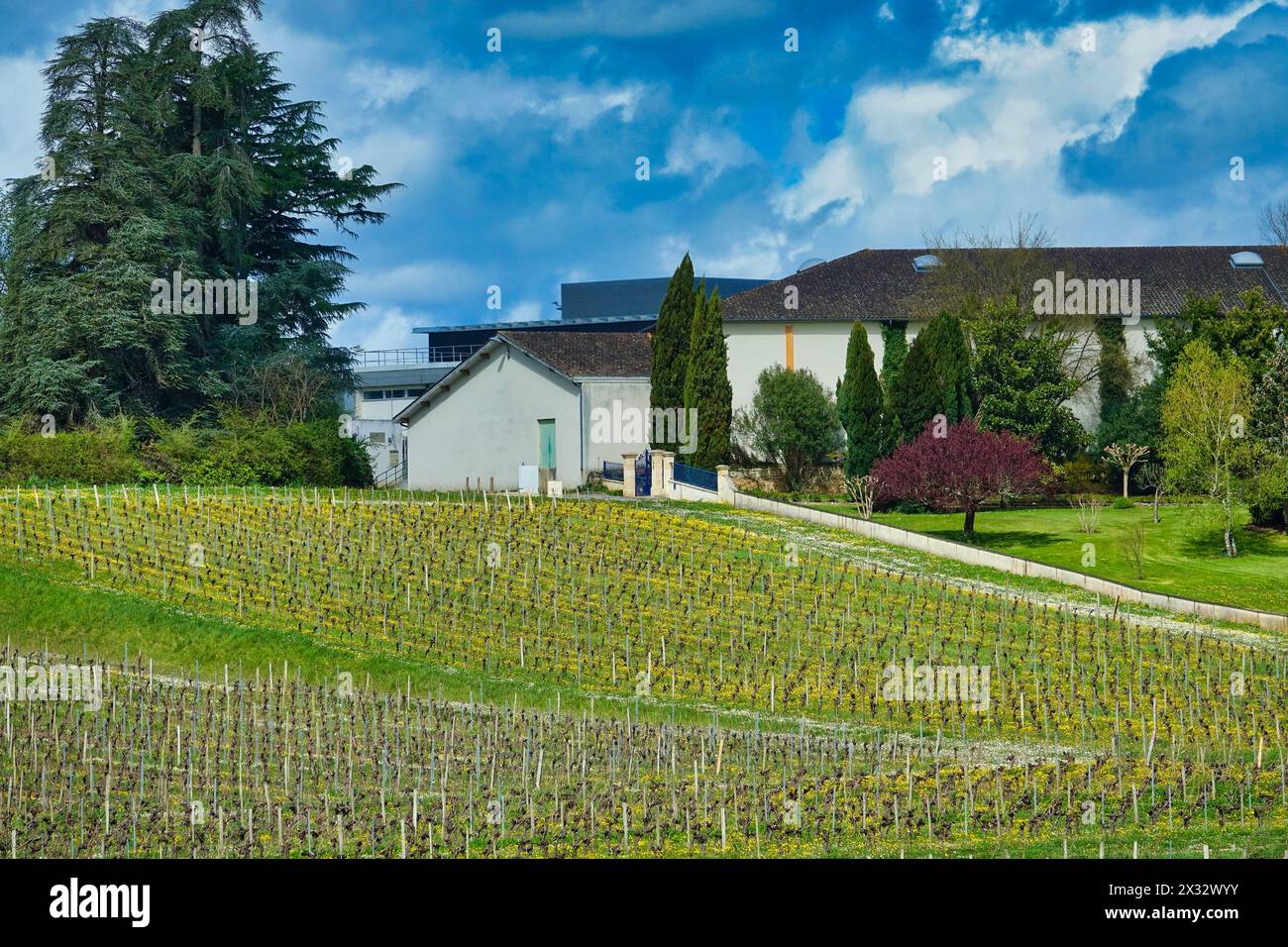 View over vineyard to typical buildings in French village Stock Photo ...
