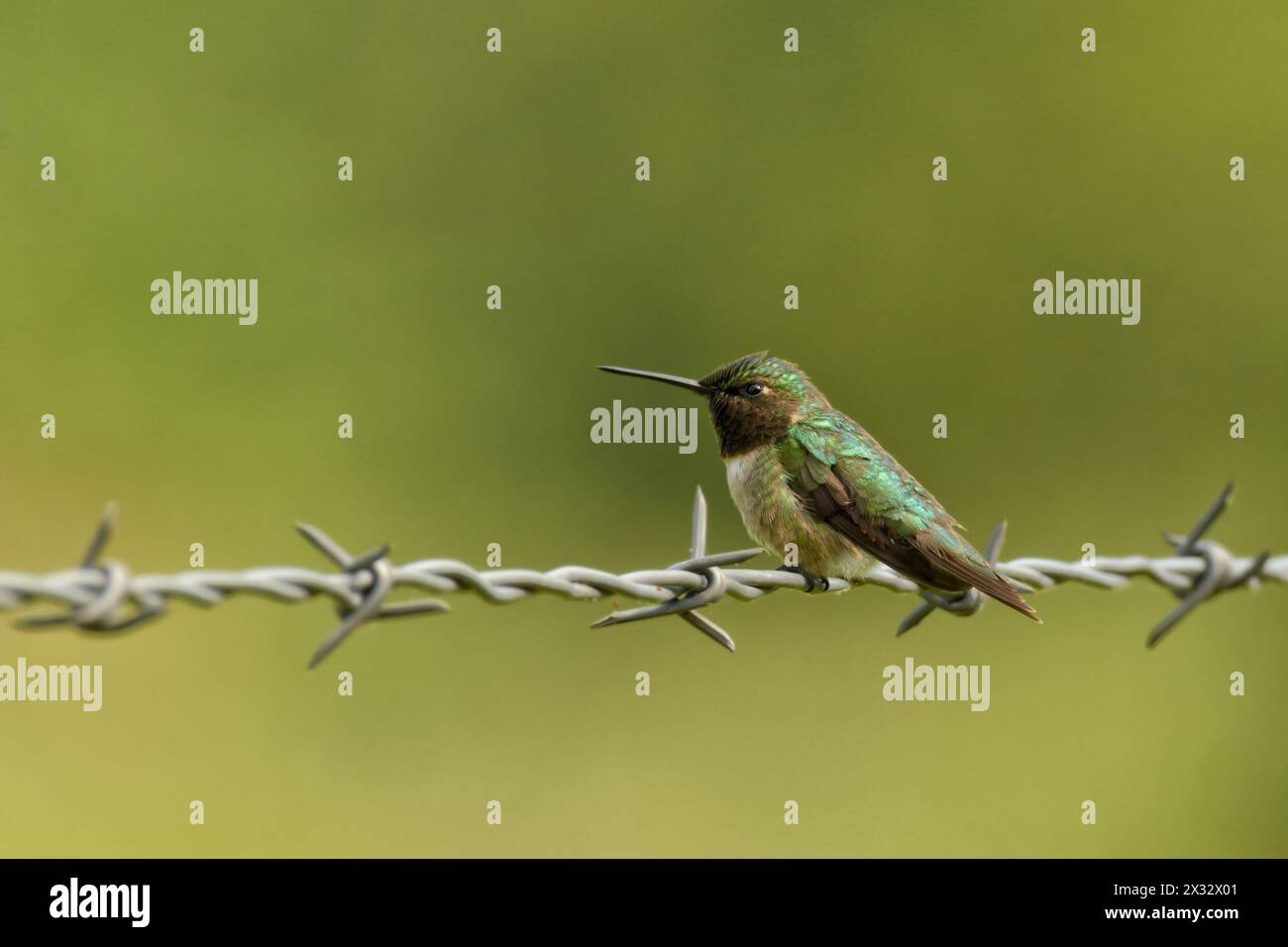 Hummingbird male perched hi-res stock photography and images - Alamy
