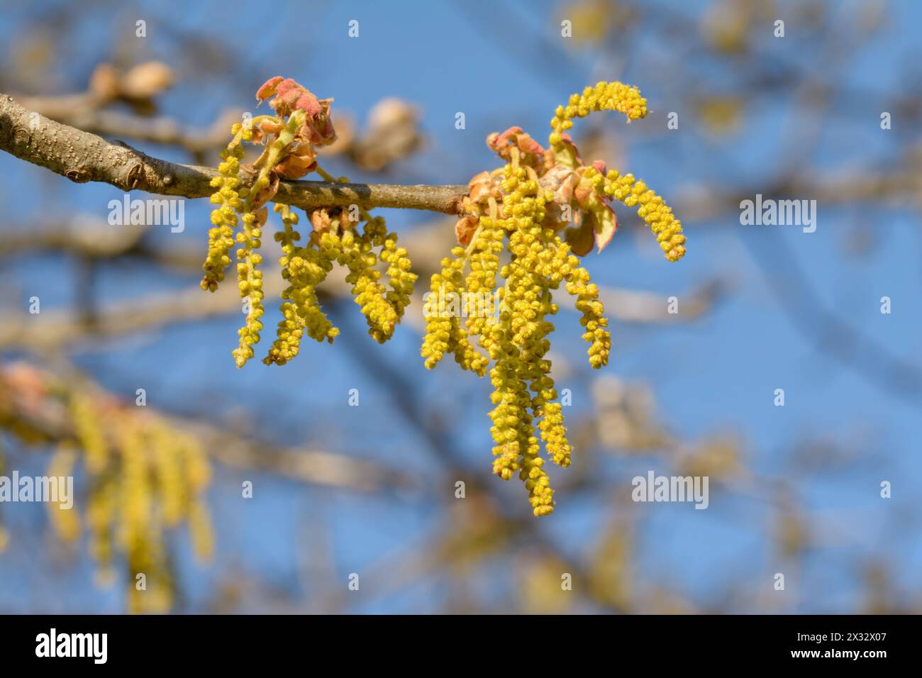 Catkins on an oak branch in spring, against blue skies Stock Photo - Alamy