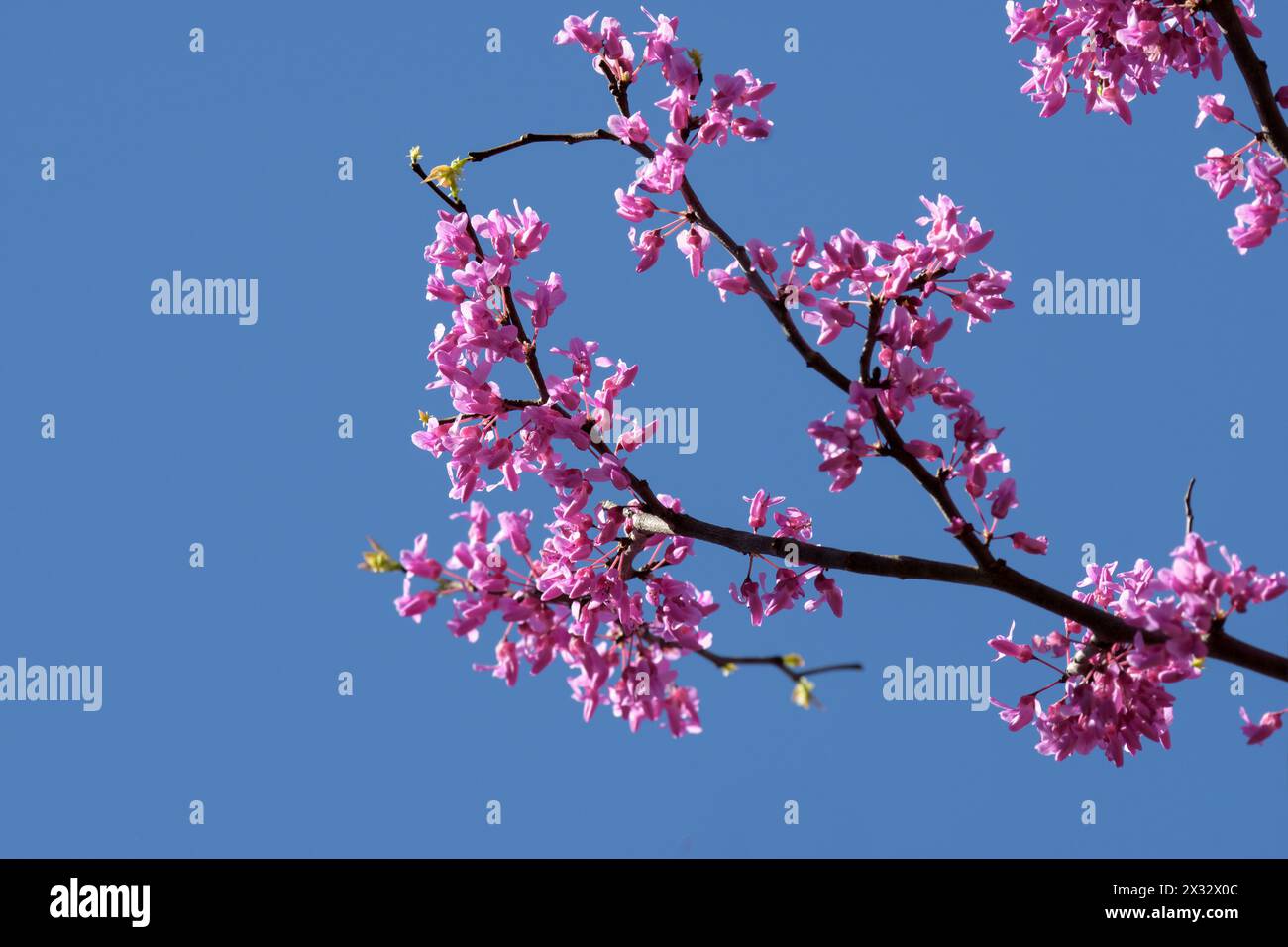 Pink flowers against sky hi-res stock photography and images - Alamy