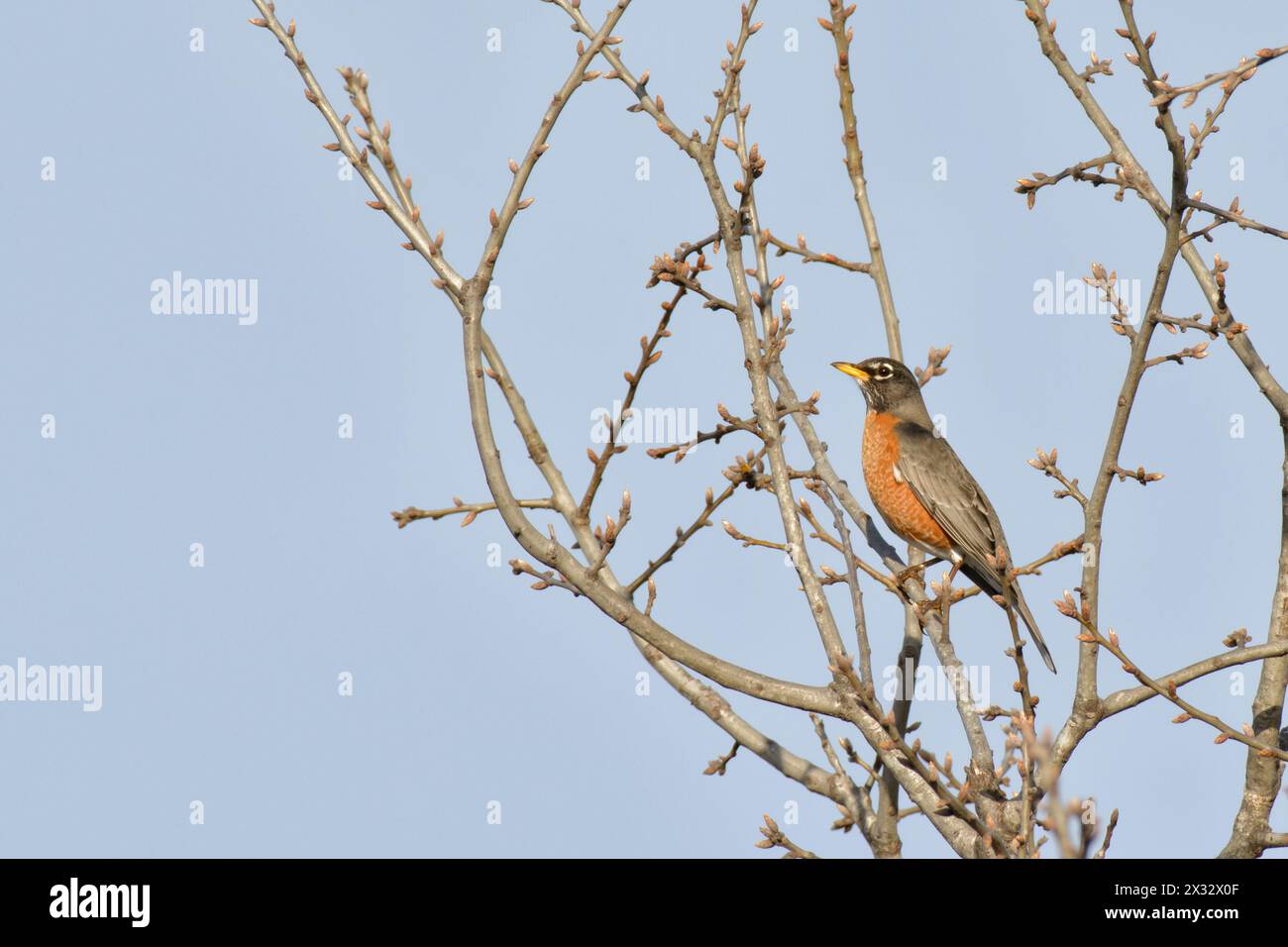 American Robin perched in an oak tree in early spring, with hazy blue ...