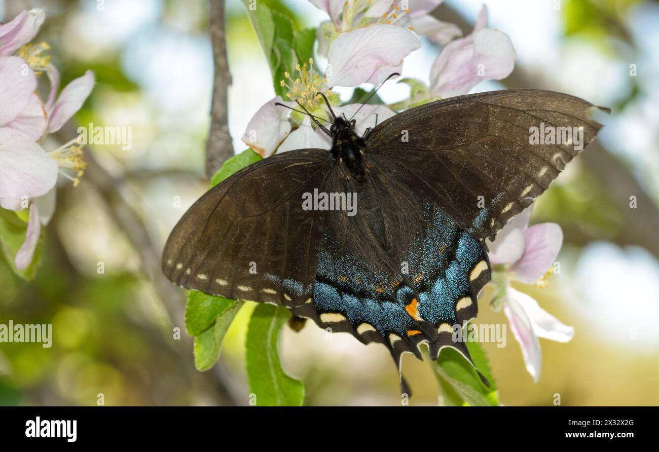 Female, black morph Eastern Tiger Swallowtail butterfly pollinating an ...