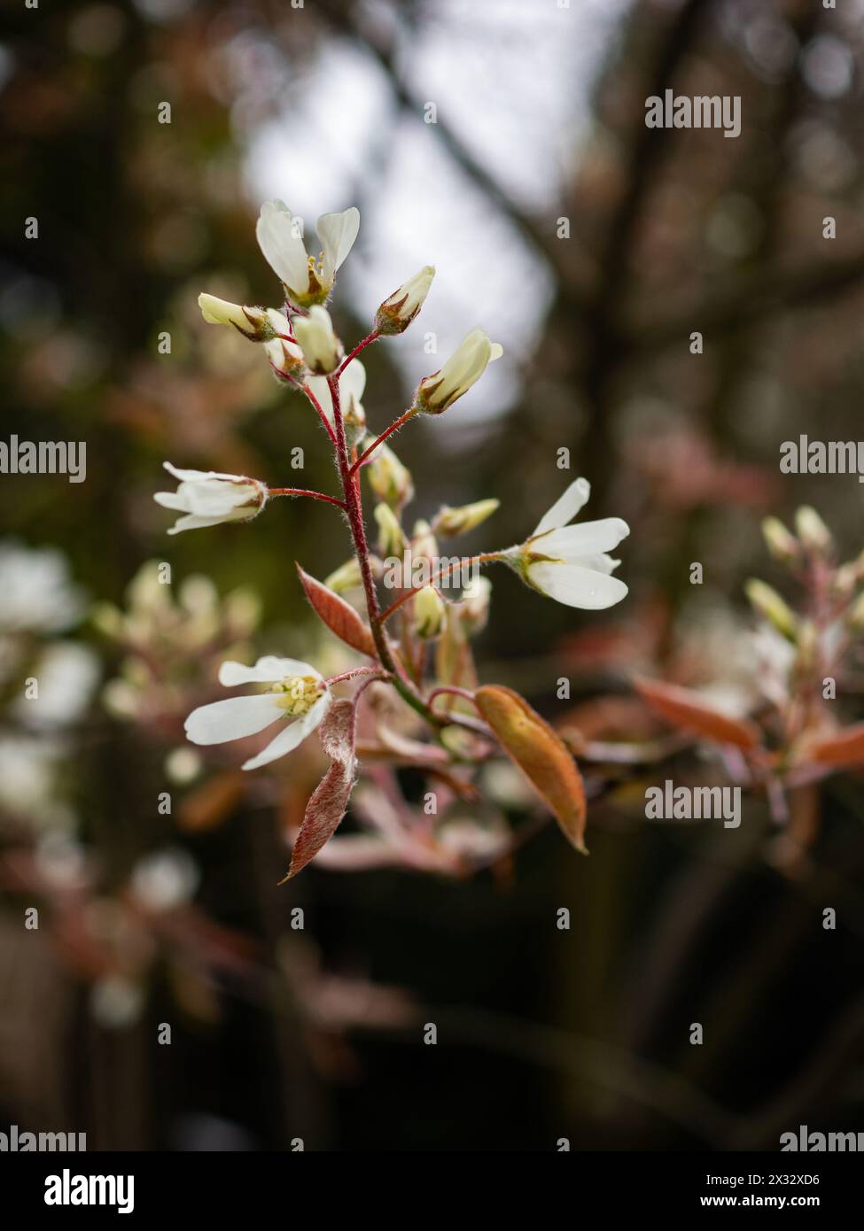 Amelanchier x lamarckii hi-res stock photography and images - Alamy