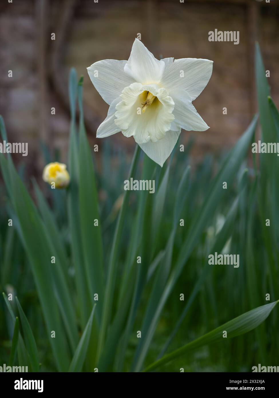 Narcissus 'Frosty Snow' in full bloom face on - a creamy white daffodil ...