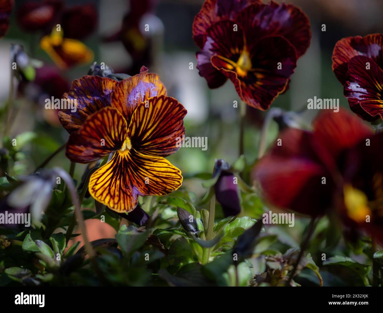 Viola cornuta 'Tiger Eye Red' flowers close up showing the dark red and ...