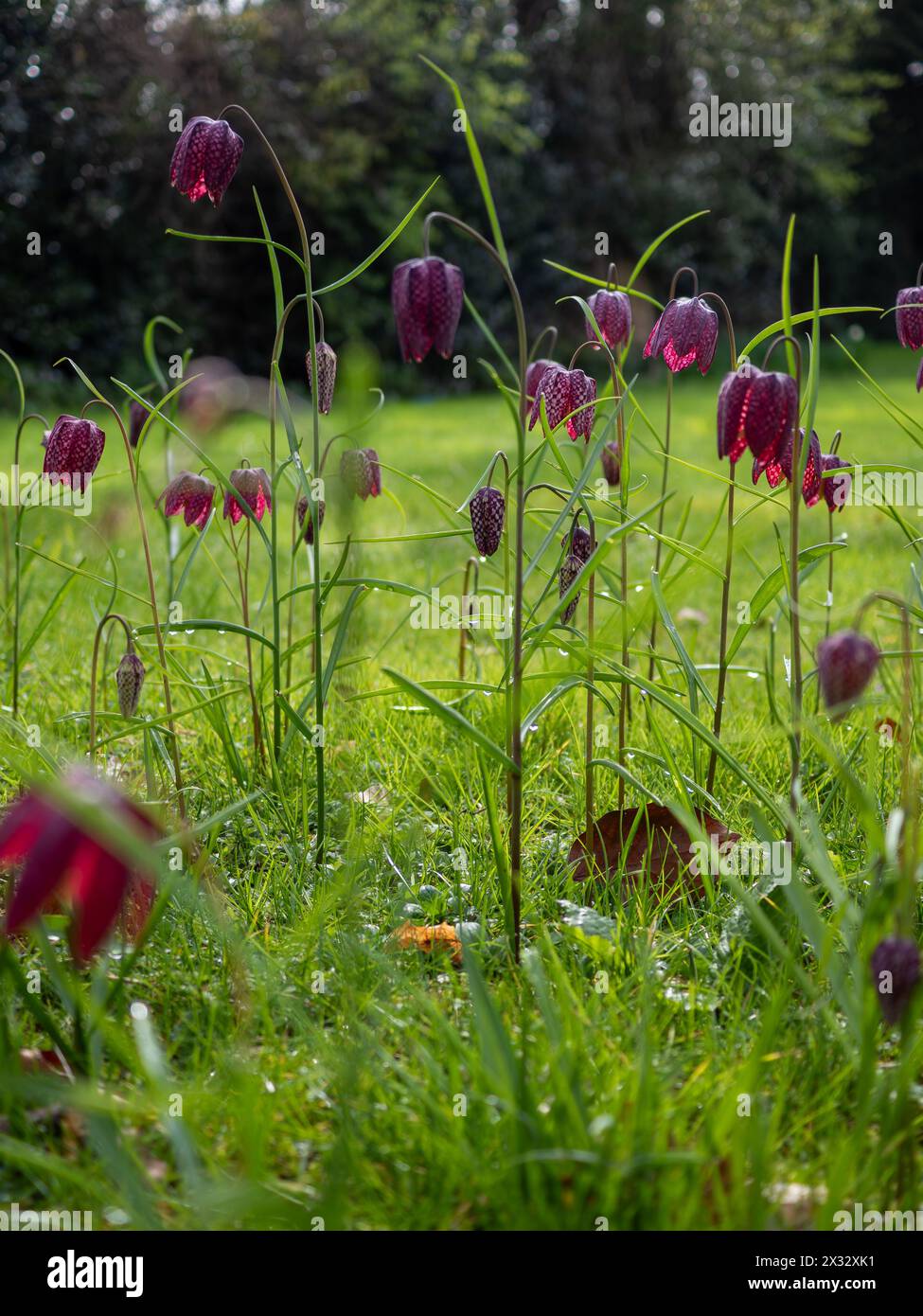 Naturalized bulbs hi-res stock photography and images - Alamy