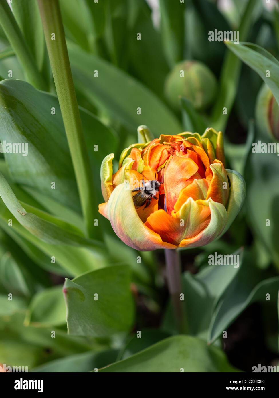 Benefits of spring planting hi-res stock photography and images - Alamy