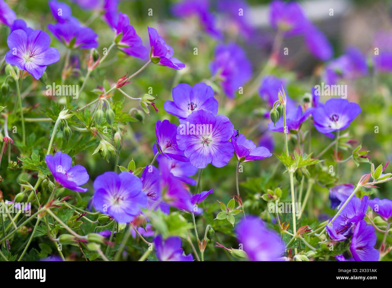 Geranium magnificum, purple cranesbill, is species of plant in genus ...