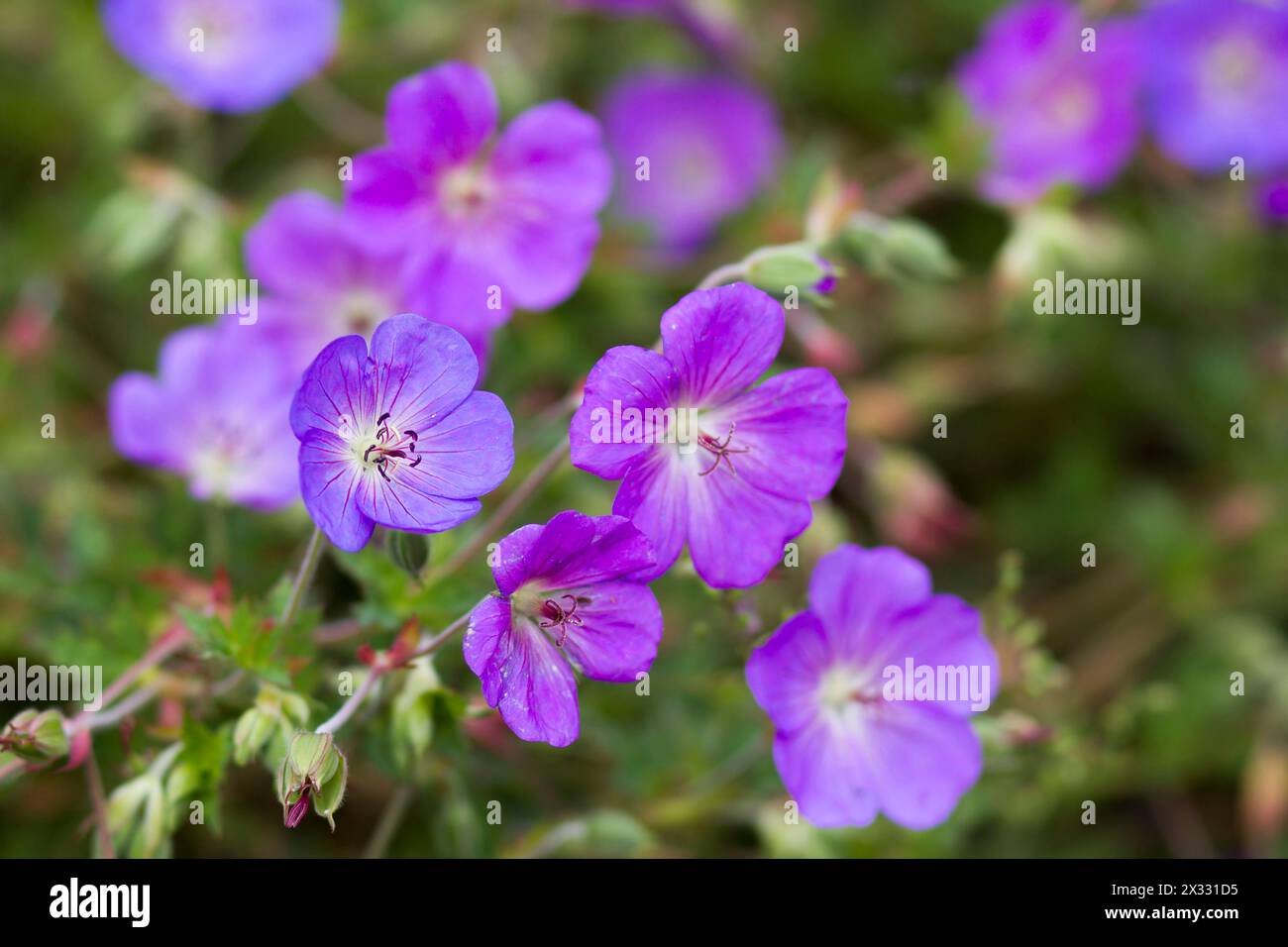 Geranium magnificum, purple cranesbill, is species of plant in genus ...