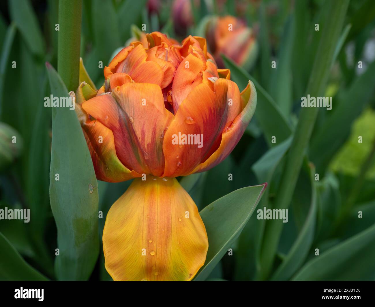 Tulip 'Orange Princess' close up showing the variety of colours in the ...