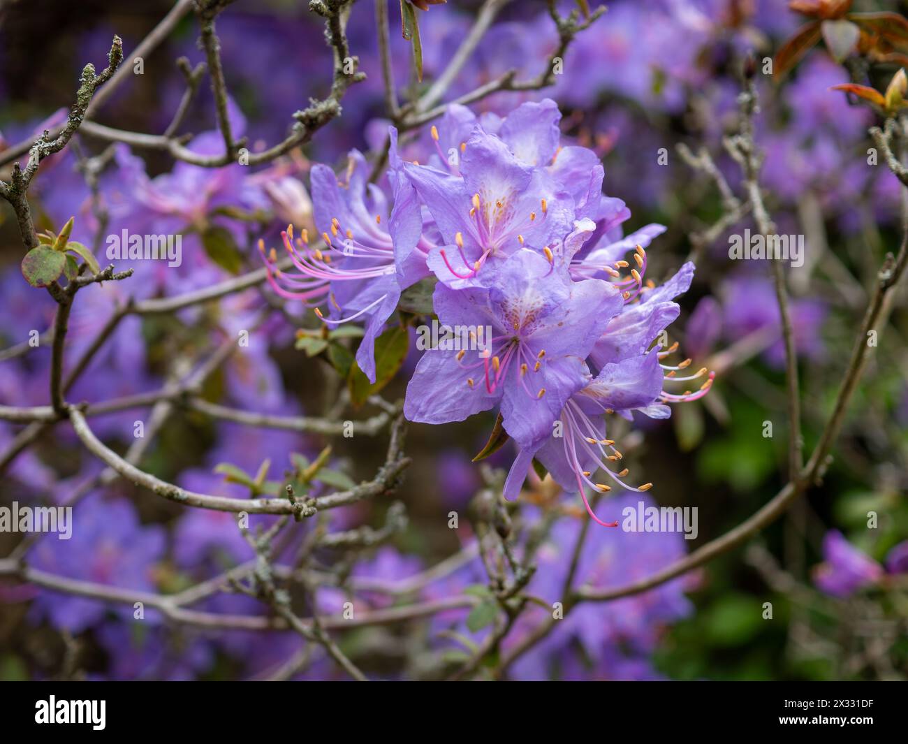 Blue Rhododendron augustinii flowers close up Stock Photo - Alamy
