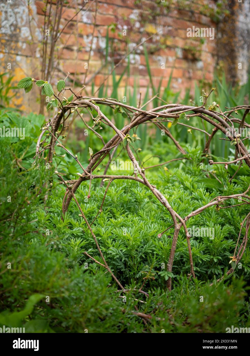 Plant willow cage hi-res stock photography and images - Alamy