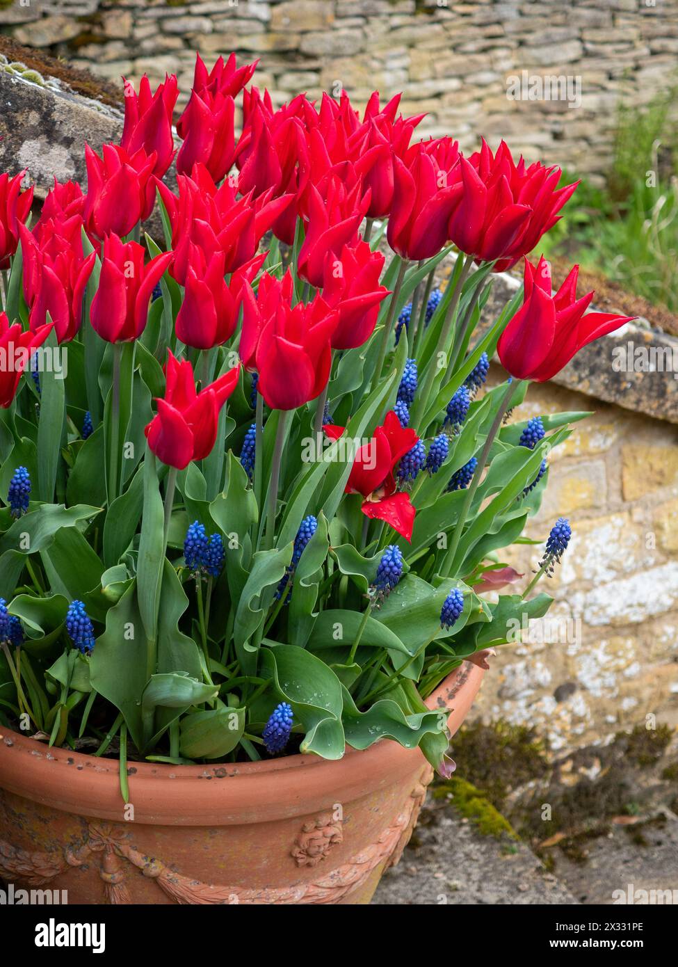 Bright red tulips, with pointed petals (lily-flowered tulip variety ...