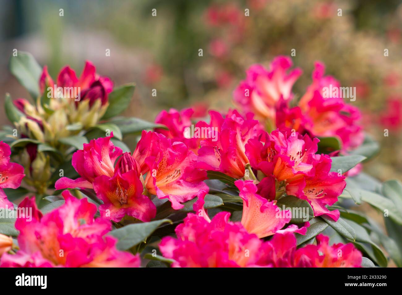 Blooming red rhododendron flowers in a garden Stock Photo - Alamy