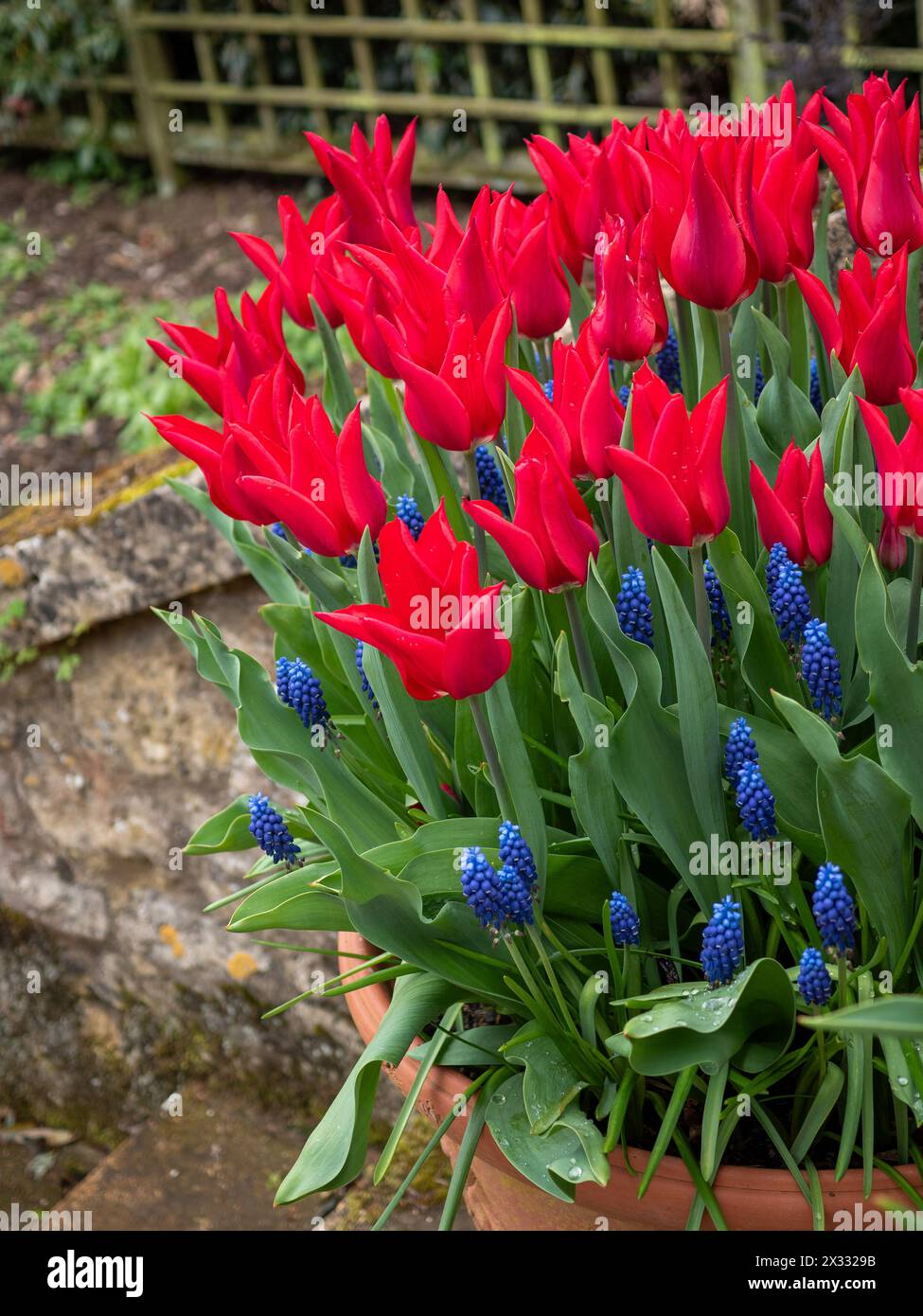 Tulips in container hi-res stock photography and images - Alamy