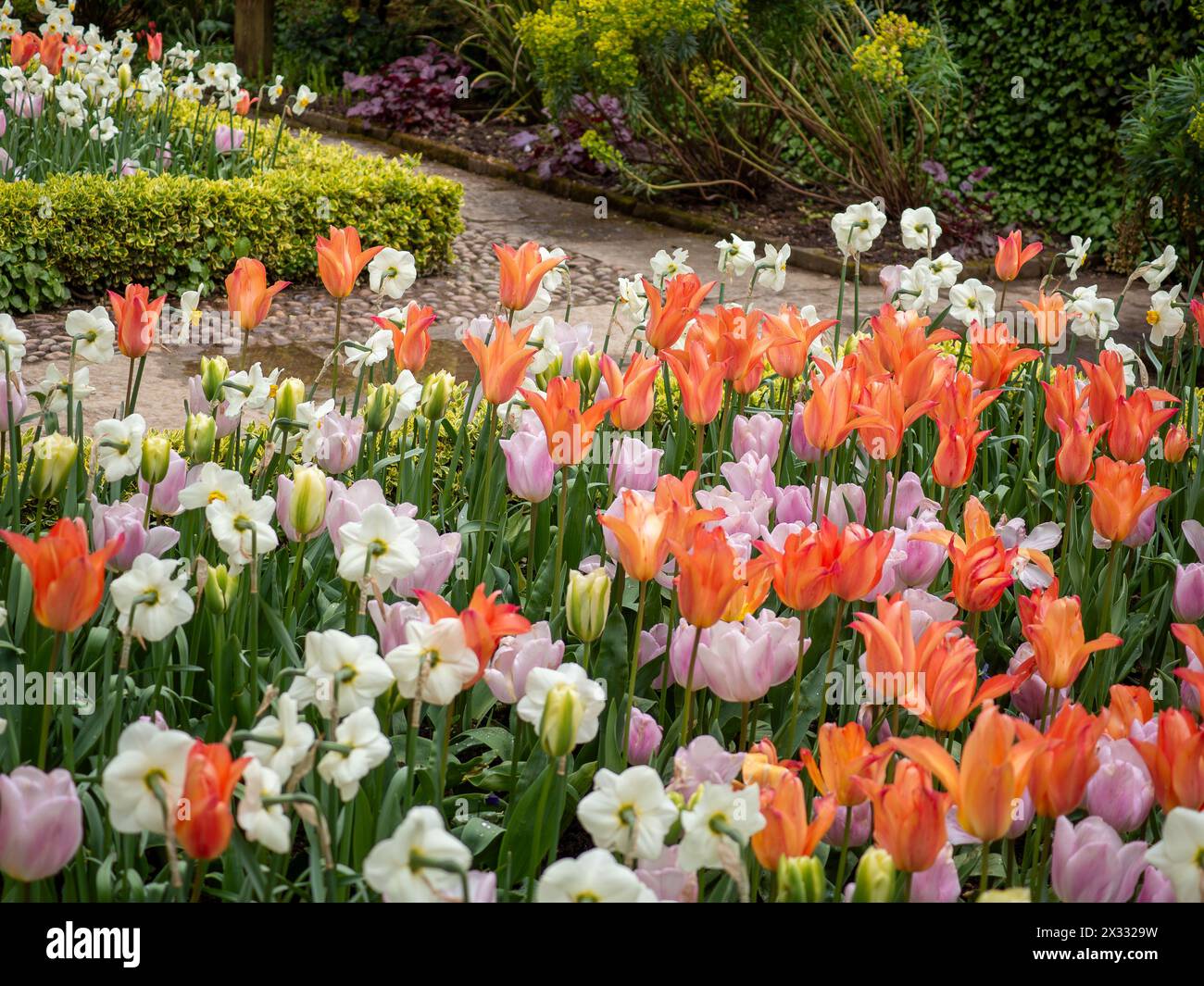 Tulip display hi-res stock photography and images - Alamy