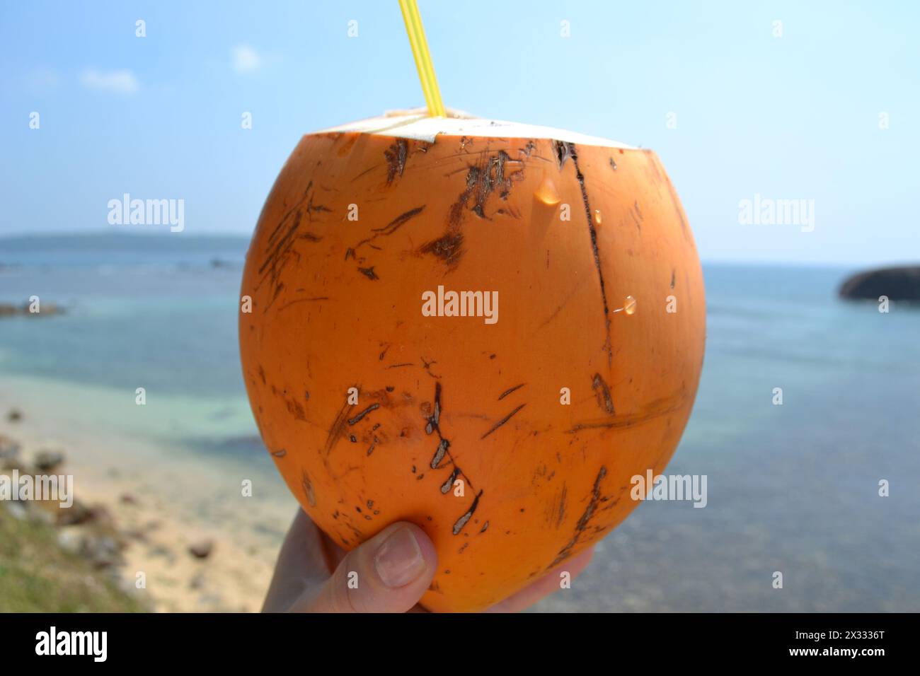 Drinking King Coconut Near Ocean Stock Photo - Alamy