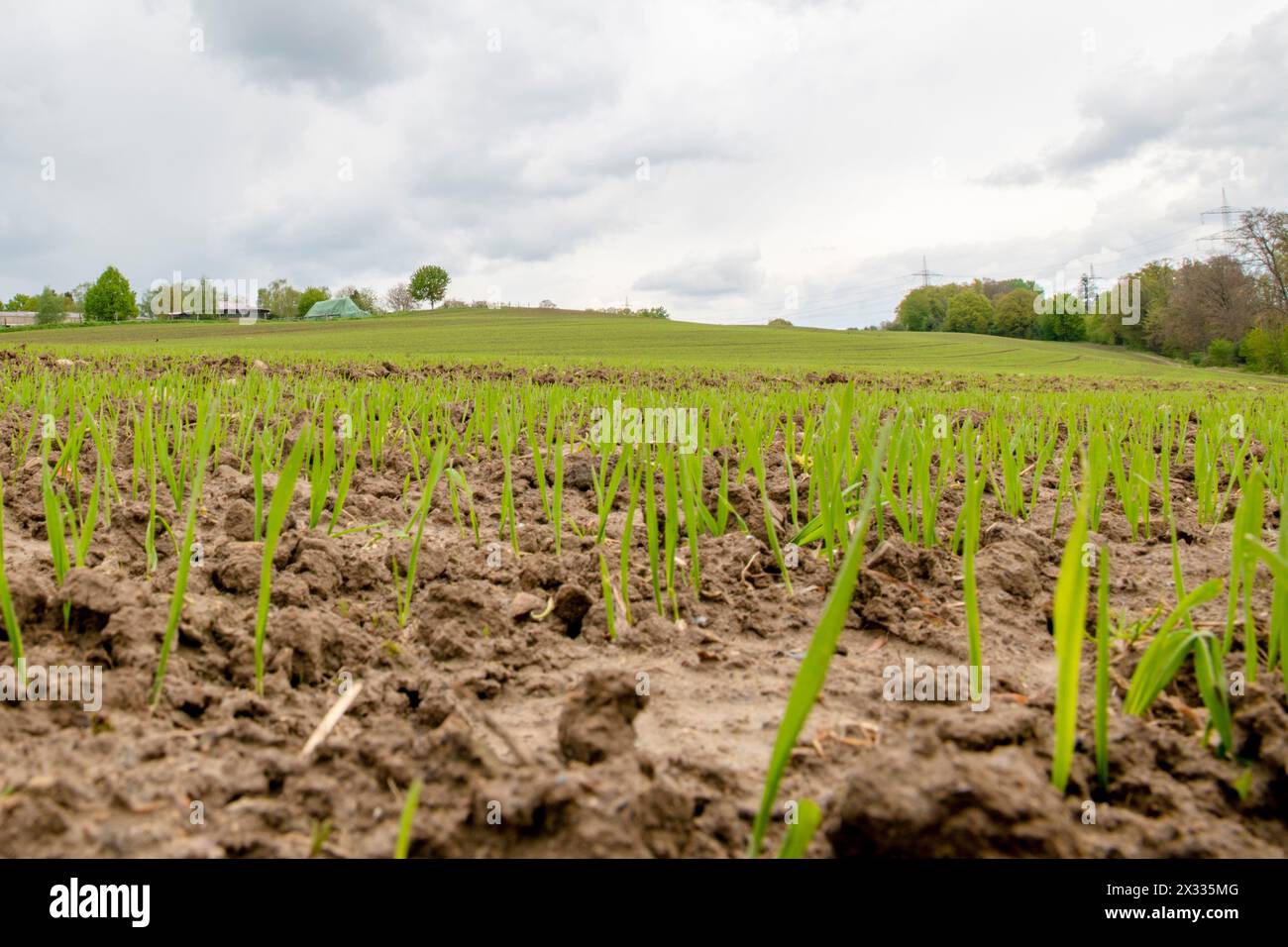 Freshly sown field with the first stalks of grain emerging from the ...