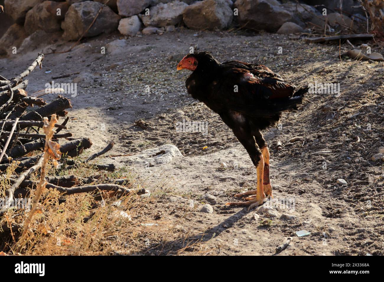 black rooster wandering around Stock Photo - Alamy