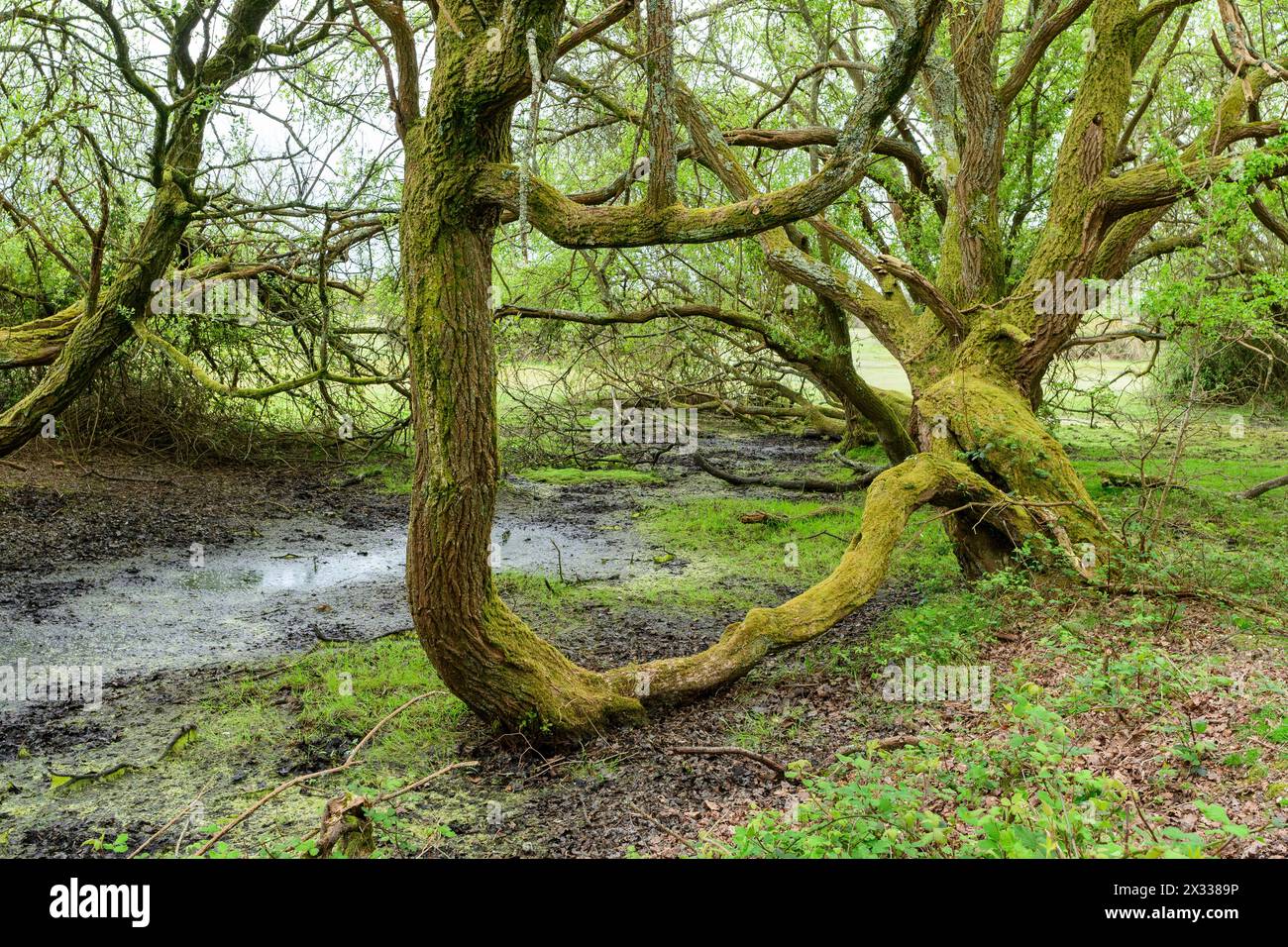 Distorted tree with large low branch and covered in moss, next to a bog ...
