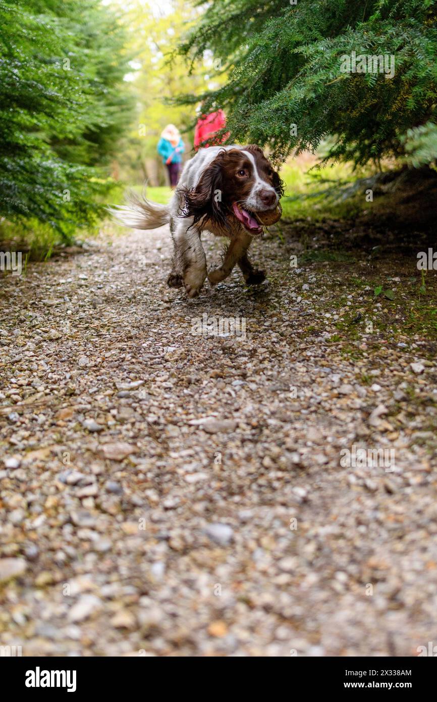 Springer Spaniel dog, brown and white, running through trees ...