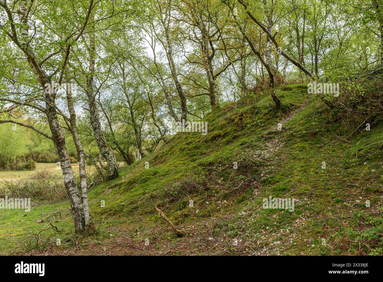 Silver Birch trees (Betula pendula) growing at an angle on a steep ...
