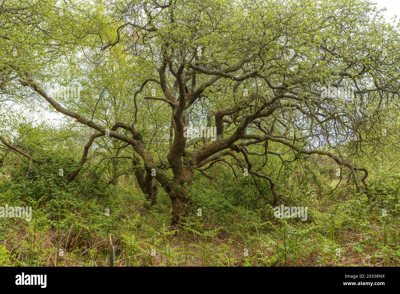 Twisted tree hi-res stock photography and images - Alamy